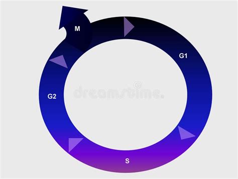 The Cell Cycle Stock Vector Illustration Of Replication 25707829
