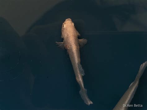 Drken Betta Trichodinosis โรคติดเชื้อปรสิตเห็บระฆัง Facebook