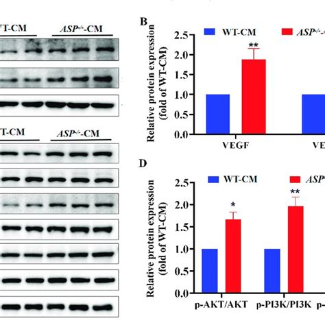 Asp Knockout Enhances Vegfvegfr2 And Pi3kaktenos Signaling In Vitro Download Scientific
