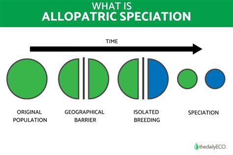 Allopatric Speciation