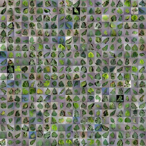 Tomato Leaf Disease Detection Yolov8 Dataset Kaggle