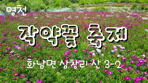 영천 작약꽃 축제 Youtube