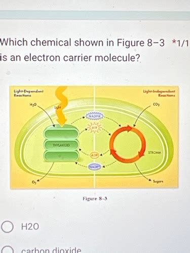 Bio Flashcards Quizlet