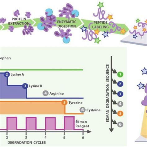 Pdf A Theoretical Justification For Single Molecule Peptide Sequencing