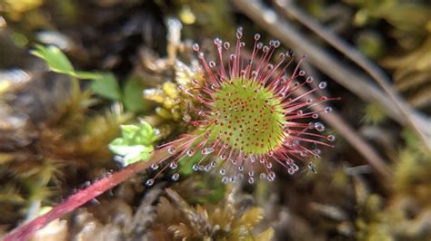 Insectivorous Plants Drosera