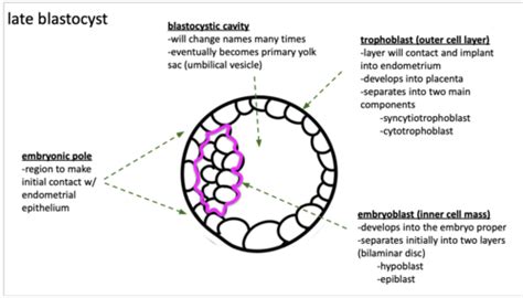 Early Embryogenesis Weeks 1 4 Flashcards Quizlet