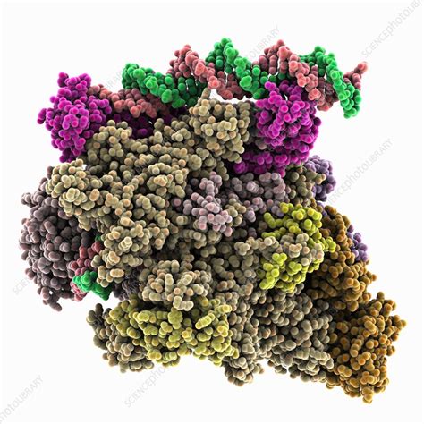 Dna Dna Directed Rna Polymerase Complex Molecular Model Stock Image C059 9948 Science