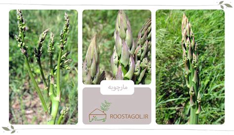 گیاه مارچوبه روستاگل