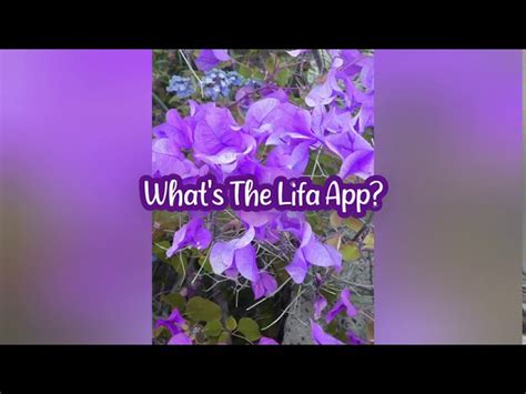 Lifa App Script Template Tilatin