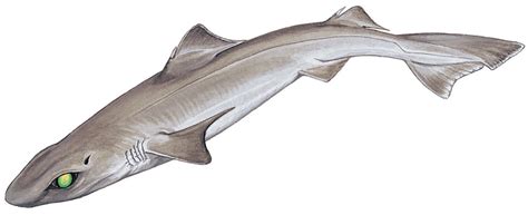Gulper Shark Centrophorus Granulosus — Shark Research Institute