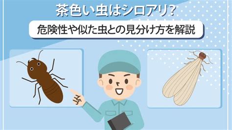 茶色い虫はシロアリ危険性や似た虫との見分け方を解説 シロアリの雨宮のコラム