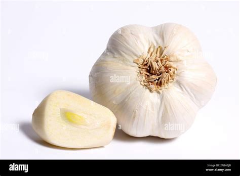 Common Garlic Allium Sativum Garlic And Garlic Clove Cutout Stock