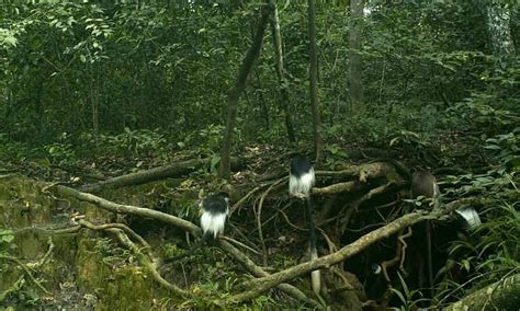 Sudan Watch South Sudan Mystery Monkey Rare Red Colobus Caught On