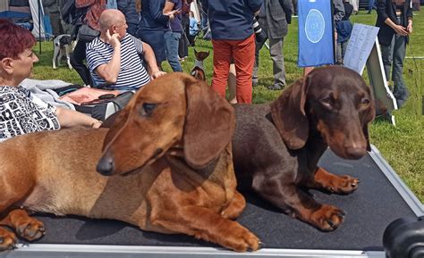 Jamniki Jamniki Mini Max Fci Dorota Pawlikowska Rosol