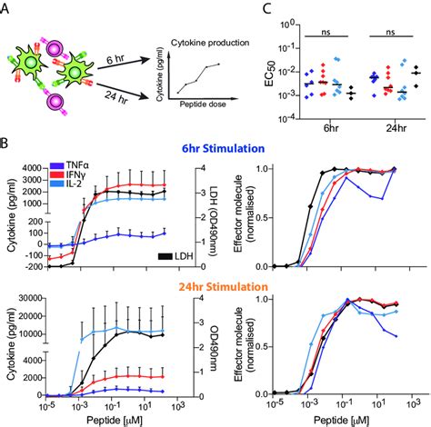 Memory CD T Cells Produce Different Cytokines And Induce Killing At Download Scientific