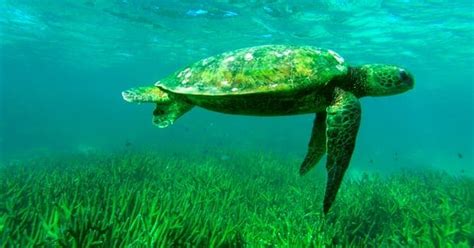 Amazing Green Marine Species For Your St Patricks Day Oceanwatch