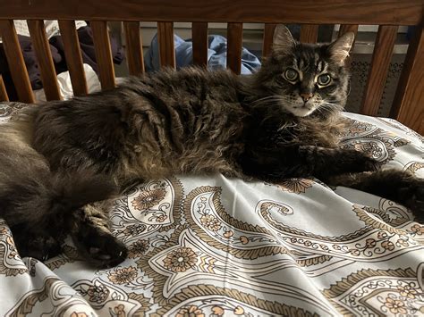 Joey Loves The New Comforter Cover Album On Imgur