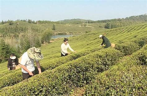 抢鲜开采 提质扩面 赤壁市春茶产销两旺 茶园 中伙铺镇 茶叶