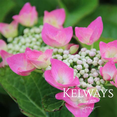 Hydrangea Macrophylla Teller Pink Teller Series Kelways Plants Ltd