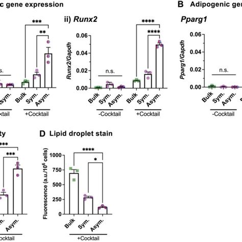 Polarized Cell‐matrix Interactions Drive Osteogenic Commitment Of Download Scientific Diagram