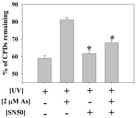 Asiii Inhibits Ultraviolet Radiation Induced Cyclobutane Pyrimidine