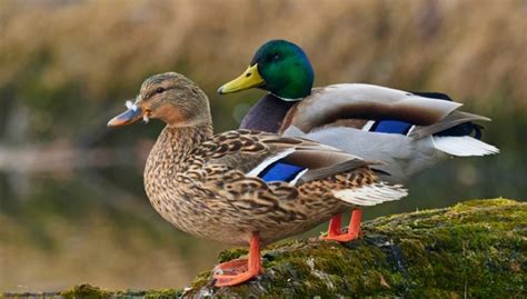 Mallard Ducks Get To Know More About These Flying Wild Ducks