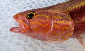 Rainbow Basslet Mexican