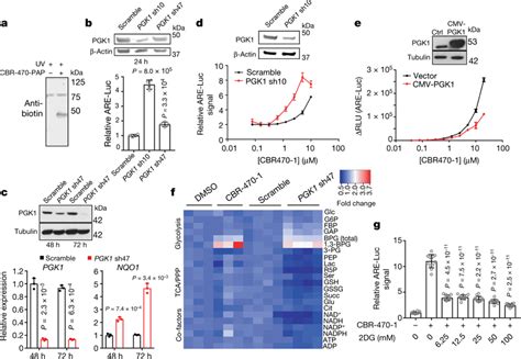 Cbr 470 1 Dependent Inhibition Of Glycolysis Activates Nrf2