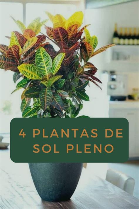 Plantas Para Sol Em 2025 Plantas De Sol Pleno Veggie Garden