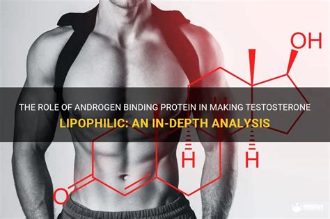 The Role Of Androgen Binding Protein In Making Testosterone Lipophilic