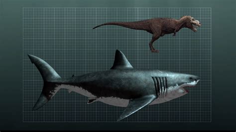 Spinosaurus Vs Megalodon