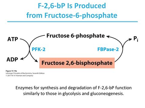 Ppt Understanding Metabolic Pathways Regulation Enzyme Activity
