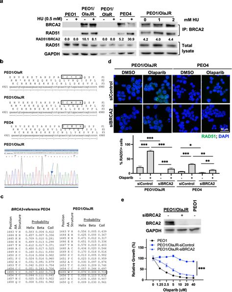 Peo1olajr Restores Its Brca2 Functionality By A Heterozygous Brca2 Download Scientific Diagram