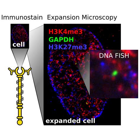 Multiplexed Single Cell Profiling Of Histone Modifications With Sceptre