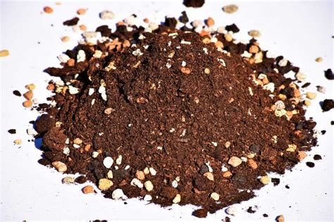Bonsai Soil Information And How To What Is Bonsai Soil Made Up Of Nayturr