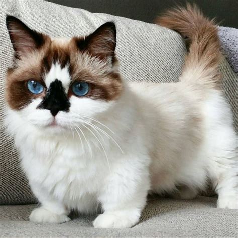 Dwarf Cats Info Breeds Rarity Facts Traits And Lifespan Kitty