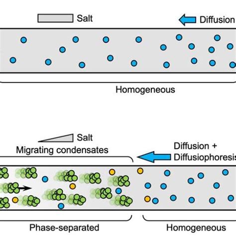 Enhanced Phase Separation And Transport Of Condensates Through Download Scientific Diagram