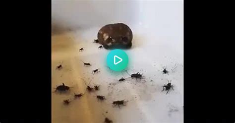 Frogger Wsound Effects Album On Imgur