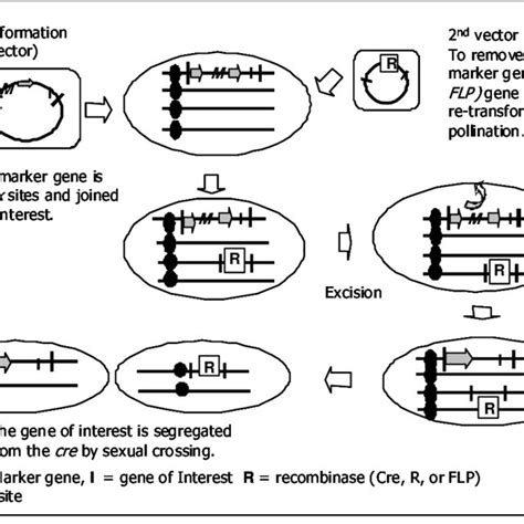 Pdf Clean Gene Technology And Its Application To Crops