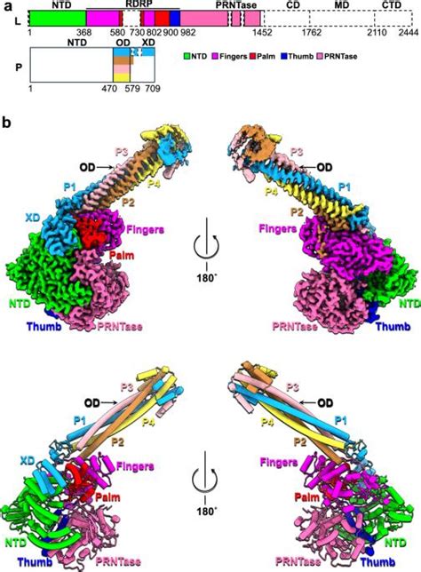 Creative Biostructure On Linkedin Structure Of The Nipah Virus Polymerase Phosphoprotein