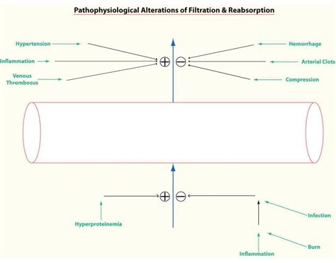 Capillary Filtration And Reabsorption Studying Quiz