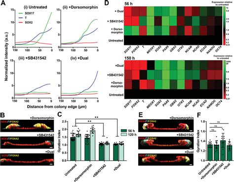Specification Of Endodermal Cells By Tgf Signaling Supported
