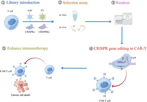 The Flow Chart Of Crispr Screening Process To Screen Genes To Enhance