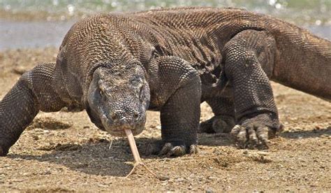 มังกรโคโมโด Komodo Dragon ชื่อวิทยาศาสตร์ว่า