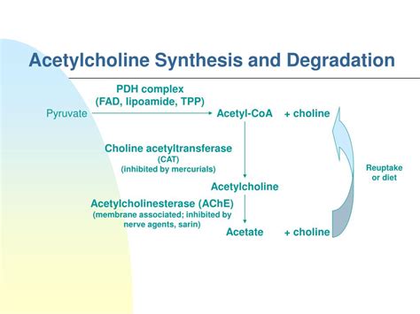 Acetylcholine Synthesis Pathway