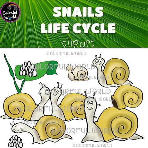 Snail Life Cycle Amped Up Learning