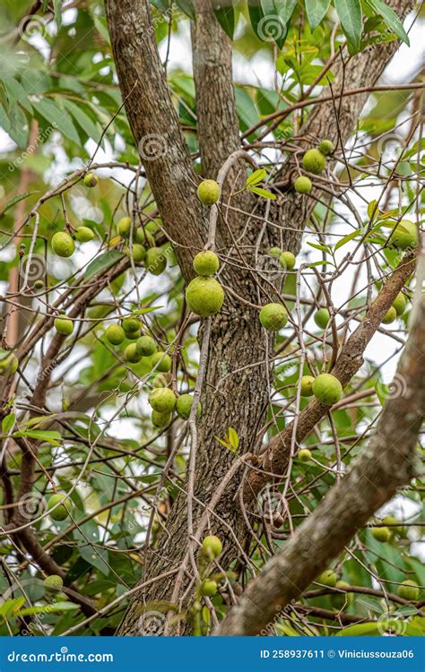 Tree With Fruits Called Mangaba Stock Image Image Of Hancornia