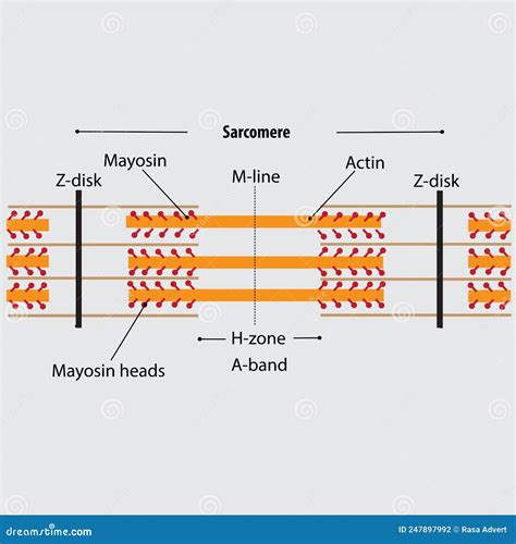 38 Sarcomere Structure Labeled