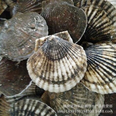 牡蛎目图册 360百科
