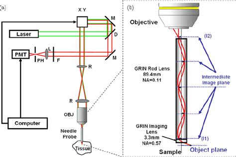 A Schematics Of The Laser Scanning Fluorescence Microscopy Imaging Download Scientific